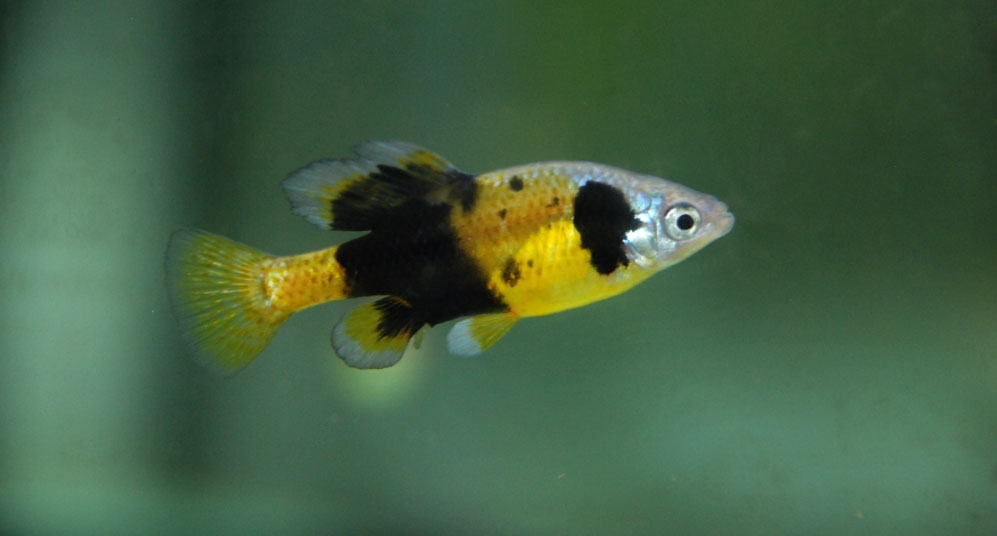 Skiffia multipunctata Tangancicuaro, Mexico :: zivorodky.sk